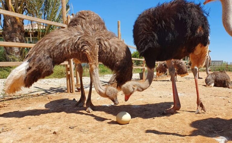 Mallorca: Artestruz - Ostrich Farm Ticket Entrance - What Are Visitors Saying? Real Insights from Reviews