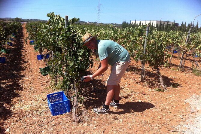 Mallorca Bodega & Olive Minibus Tour incl. Pick-up South Coast - FAQ