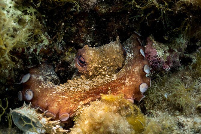 Mallorca: Discover Scuba Diving from the beach - The Value of This Experience