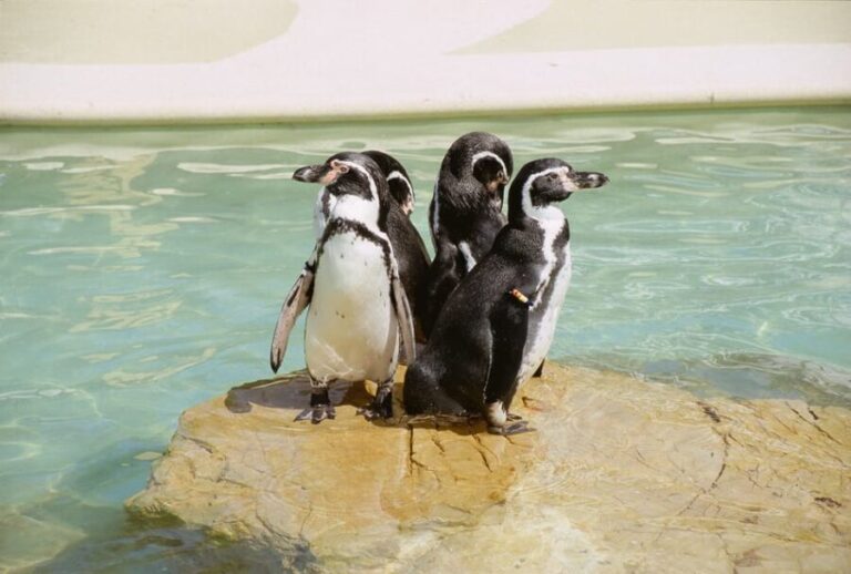 Mallorca: Marineland Tickets with Transfers from the North - Key Points