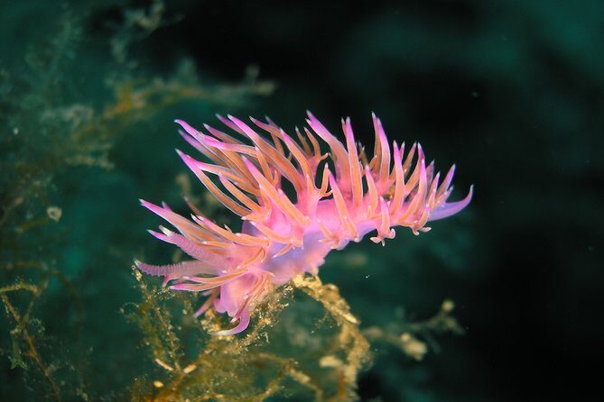 Mallorca: Open Water Diver Course - Why Choose This Course?