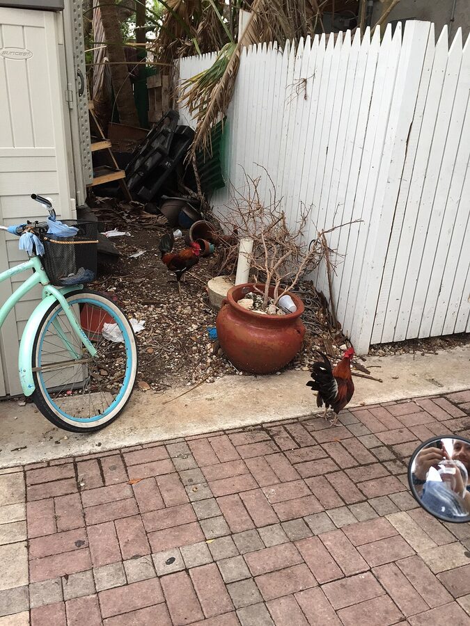 Chickens walking in Mallory Square, Key West