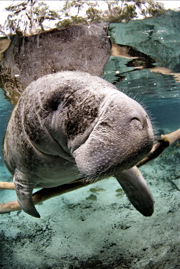 Florida manatee with calf at Crystal River National Wildlife Refuge
