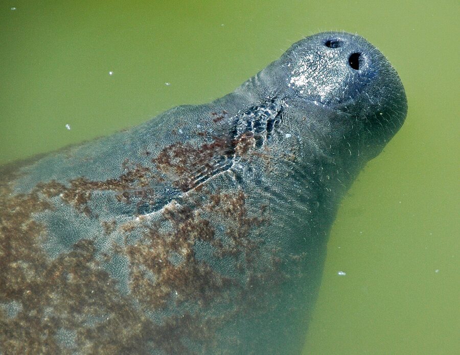 Florida manatee swimming near Captiva Island