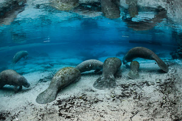 Florida manatee resting in Crystal River National Wildlife Refuge
