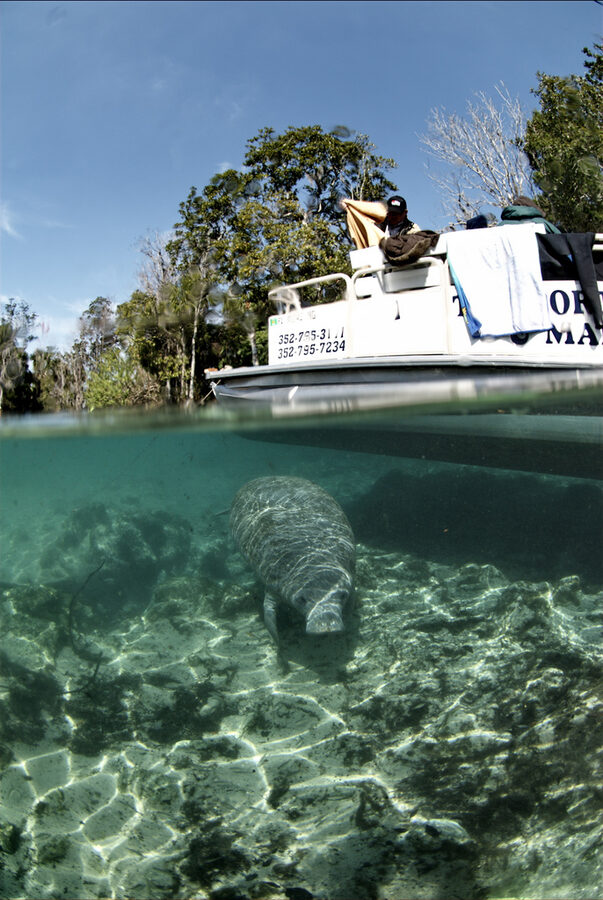 Manatee underwater in the Crystal River National Wildlife Refuge