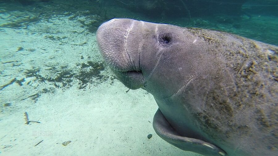 Close-up of a manatee face at Crystal River National Wildlife Refuge
