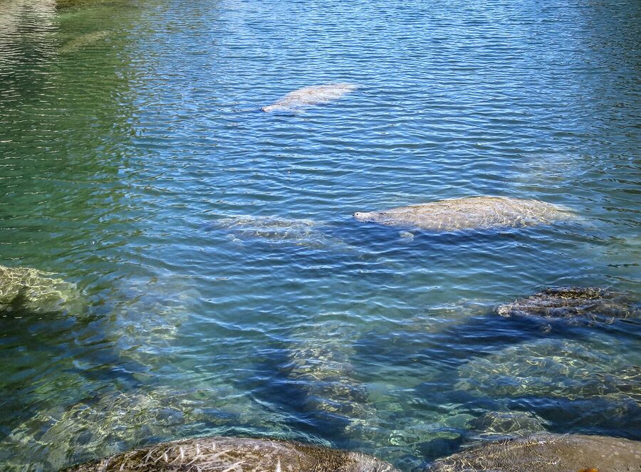 Group of manatees at Crystal River