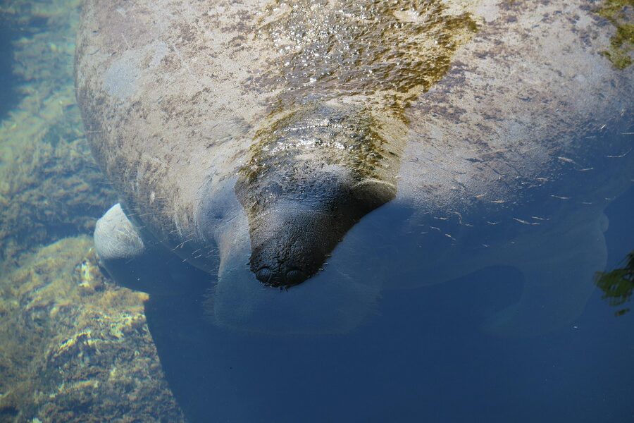Manatee at Homosassa Springs near Crystal River, Florida