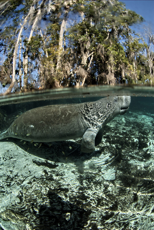 Florida manatee pushing off with its flippers to surface