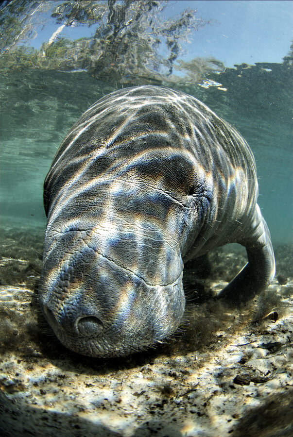 Manatee sleeping in shallow water at Crystal River National Wildlife Refuge