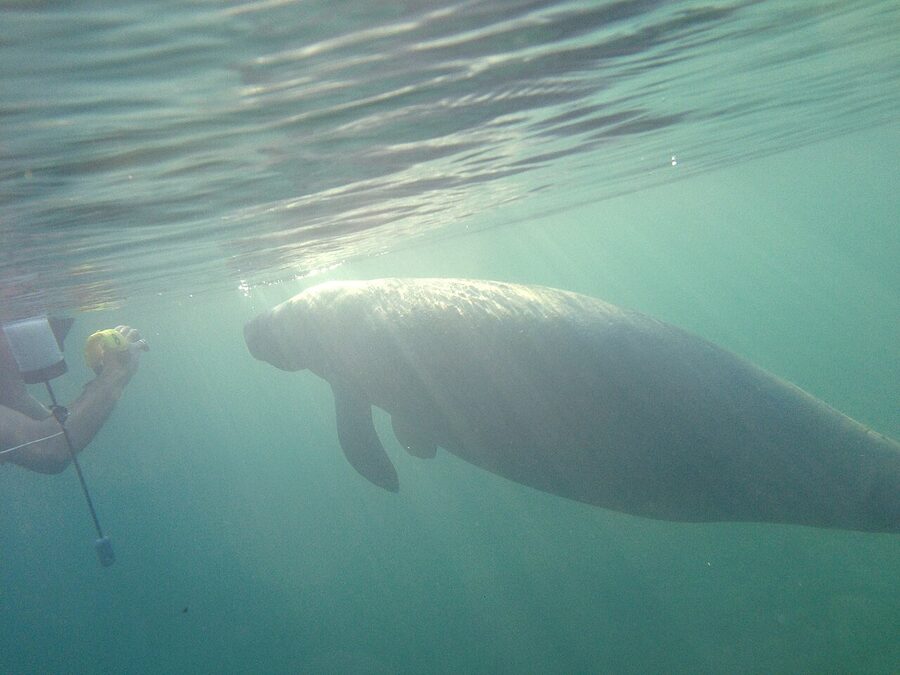 Manatee seen from a snorkeler's perspective in Crystal River, Florida