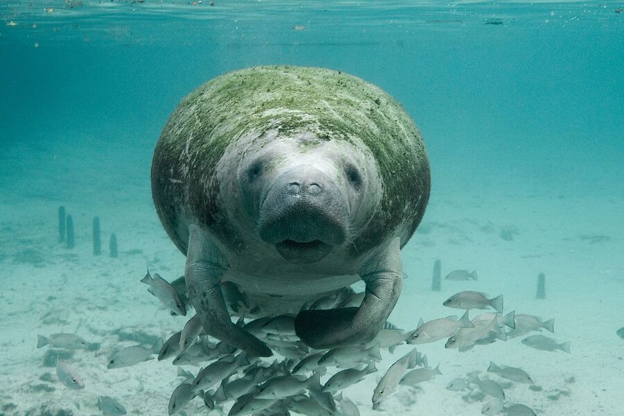Florida manatee swimming near Crystal River National Wildlife Refuge
