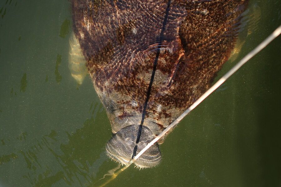 Florida manatees aggregating in warm water discharge from a power station