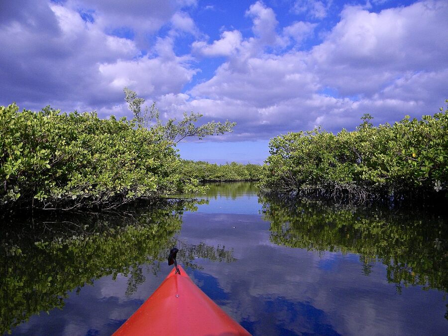 Looking down a narrow mangrove creek kayak trail