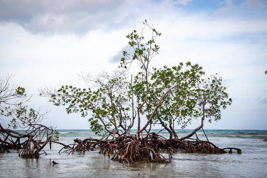 Mangrove roots exposed at low tide in shallow water