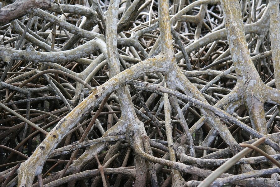 Detail of red mangrove prop roots in water
