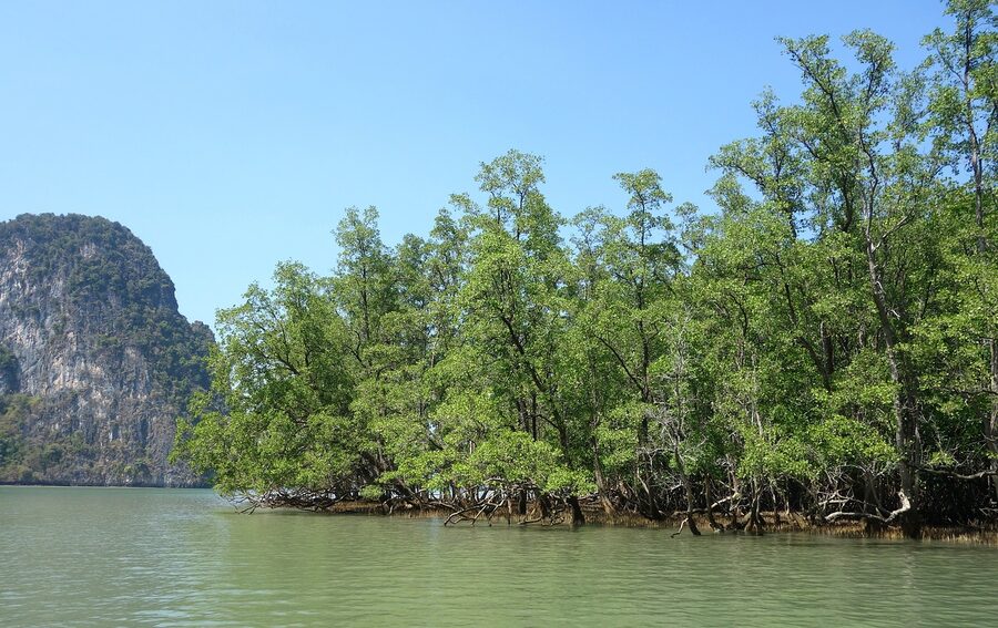 Still mangrove swamp reflecting tropical sky