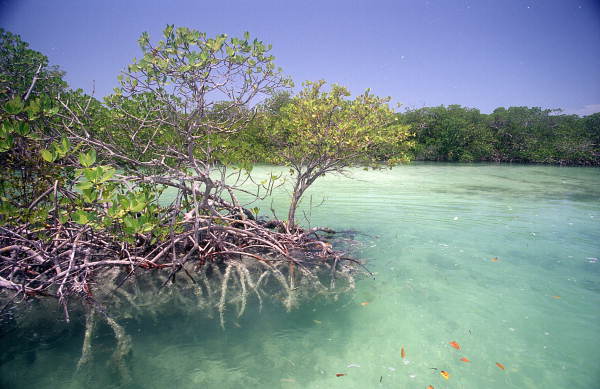 Interior of a mangrove tree at Snipes Point near Key West