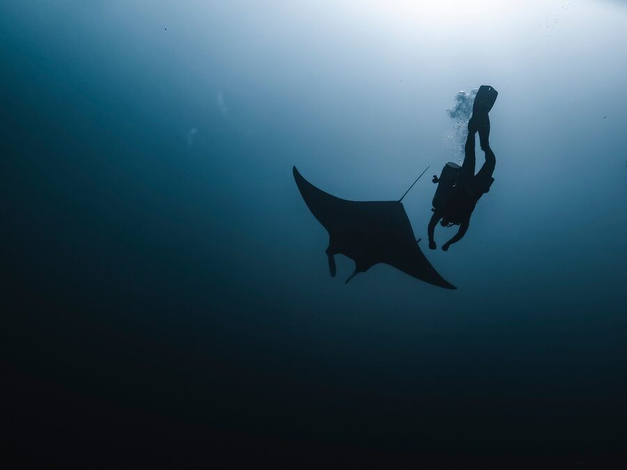 Manta ray in ocean underwater