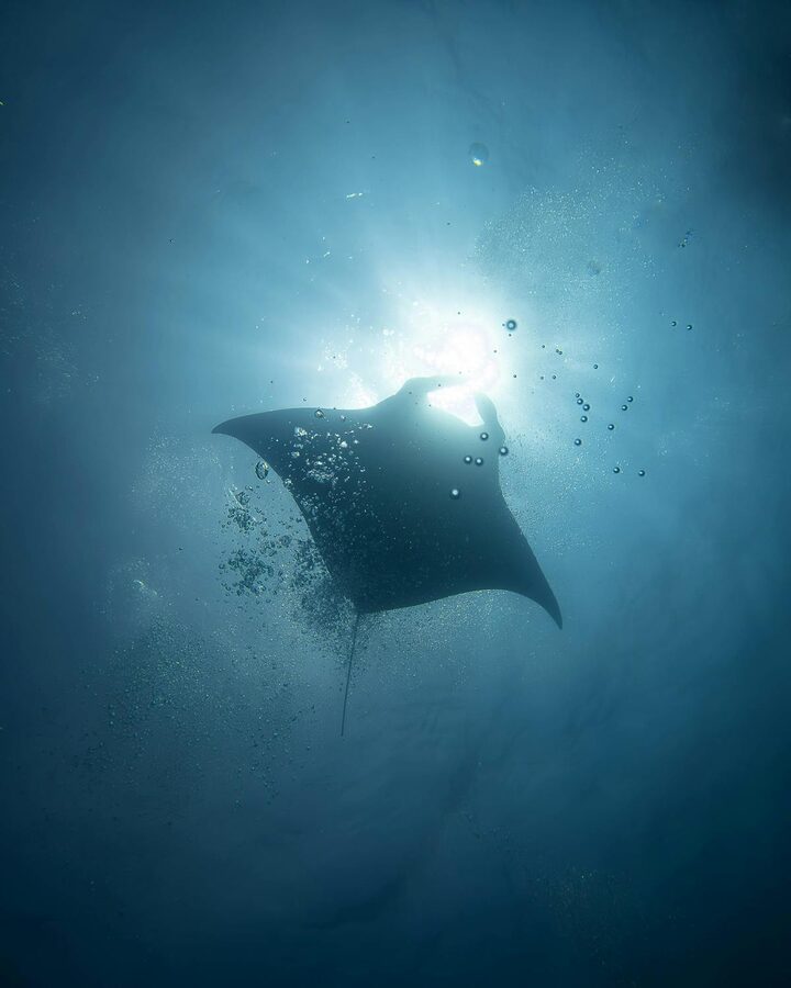Silhouette of manta ray swimming with sunlight filtering underwater