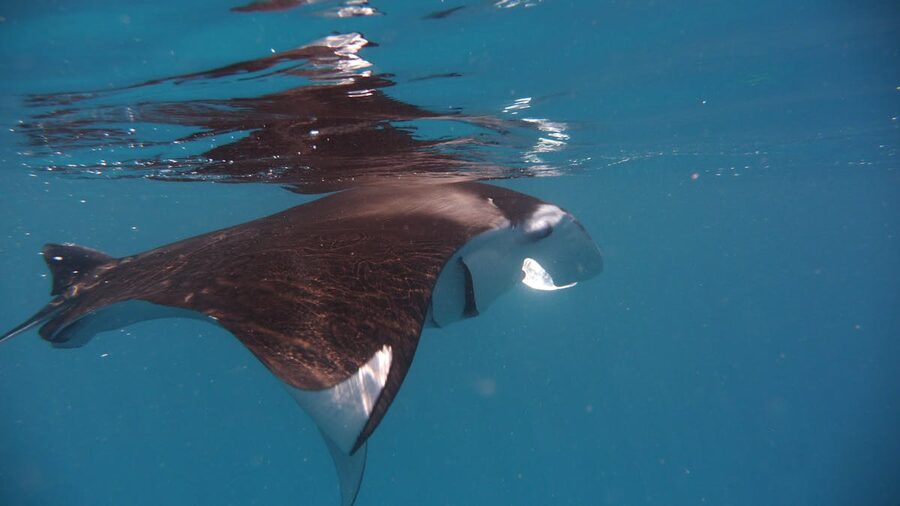 Manta ray swimming in turquoise ocean waters