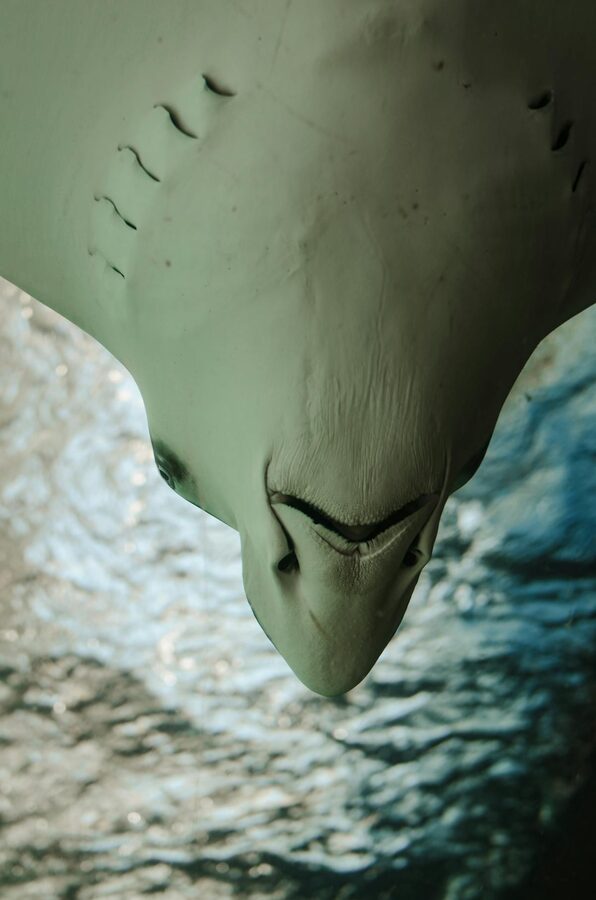 Close-up of manta ray swimming underwater showing unique underside