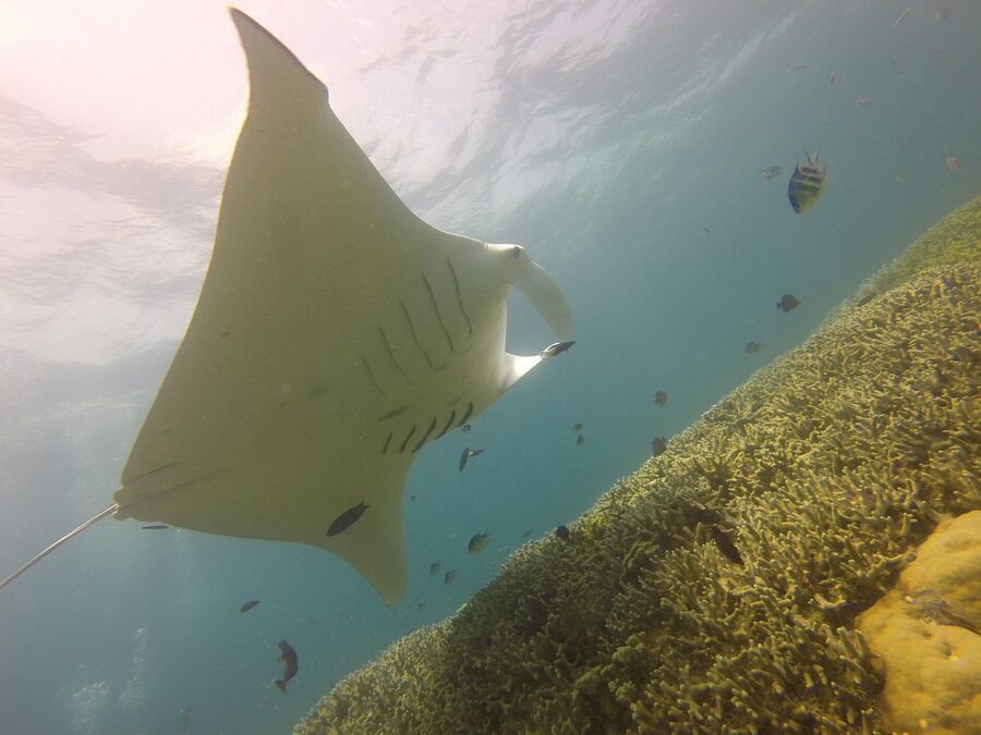 Manta rays diving in deep blue underwater sea