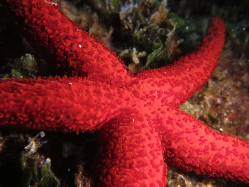 Marina Baie des Anges boat trip to the Pelagos Sanctuary - Who Would Love This Tour?