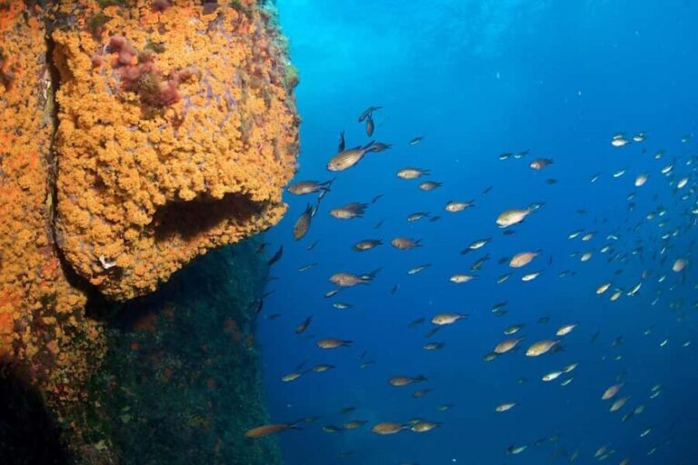Marina di Campo: Try diving on the island of Elba - Why This Experience Offers Real Value
