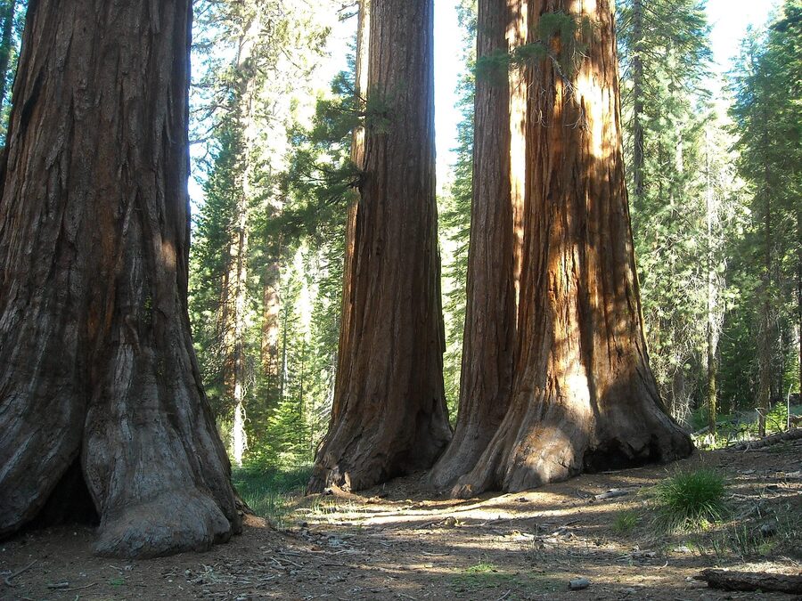 Giant sequoia towering over a path in Mariposa Grove