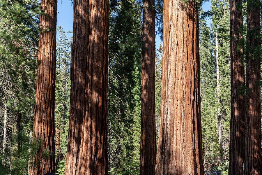 Base of a giant sequoia in Mariposa Grove Yosemite