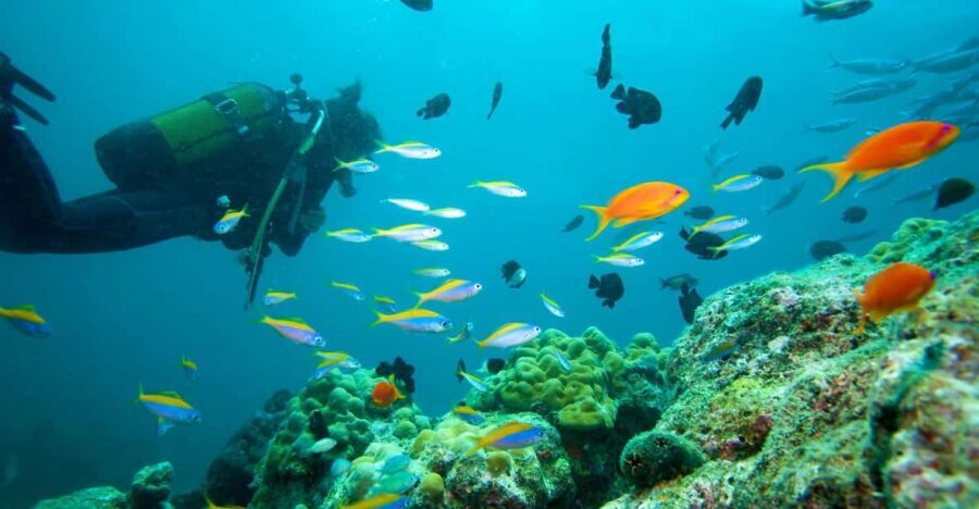Marmaris: Scuba Diving with a Qualified Instructor - Itinerary Breakdown and Marine Highlights