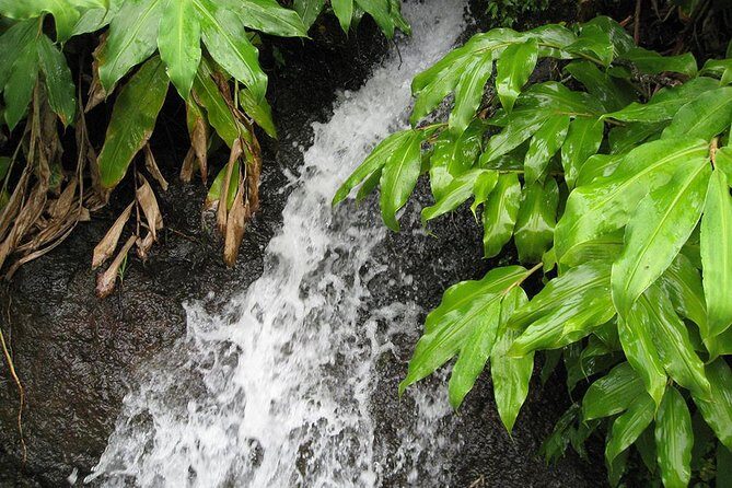 Maroços Mimosa Valley Levada Walk from Funchal - FAQs About the Maroços Mimosa Valley Levada Walk