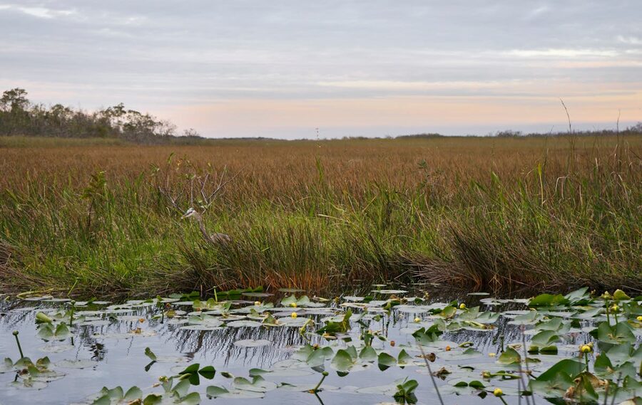 Marsh landscape with water lilies and a heron at sunset in wetlands