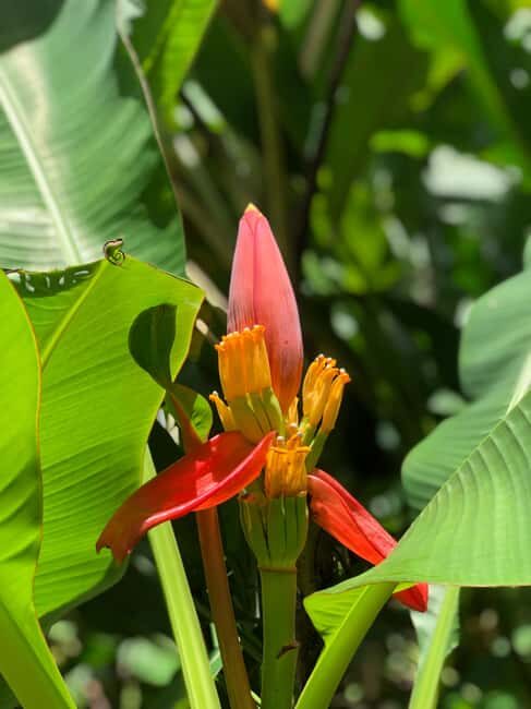Martinique: Private Customizable Tour with Transfer - FAQ