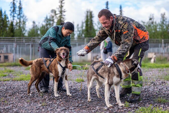 Meet 70 Huskies and Enjoy a short ATV Tour with the Huskies - The Sum Up