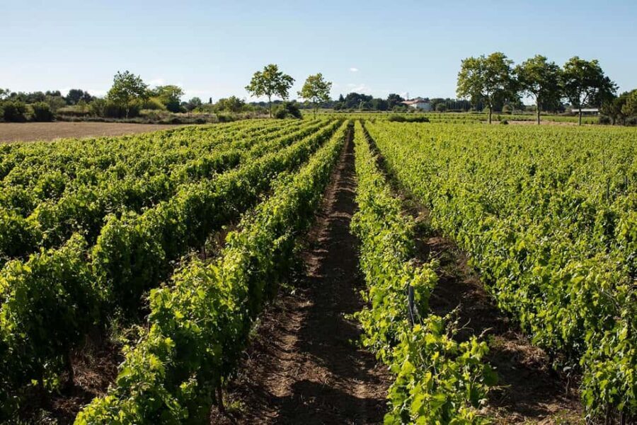 Mèze: Domaine Saint André Vineyard Guided Tour with Tasting - The Practicalities: What You Need to Know