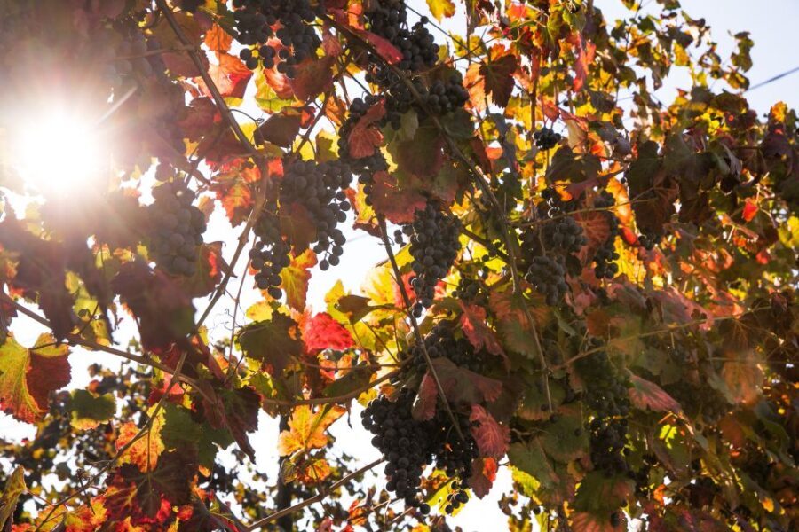 Modena: Balsamic Vinegar Tasting Experience - The Setting: Family-Run Acetaia and Its Atmosphere