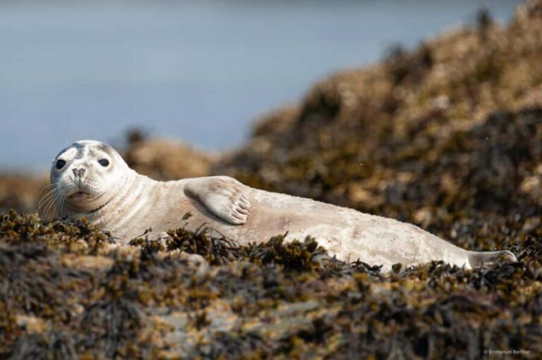 Molène Archipelago: Sea trips from Crozon. Seals, dolphins, - Introduction: A Marine Adventure with Heart