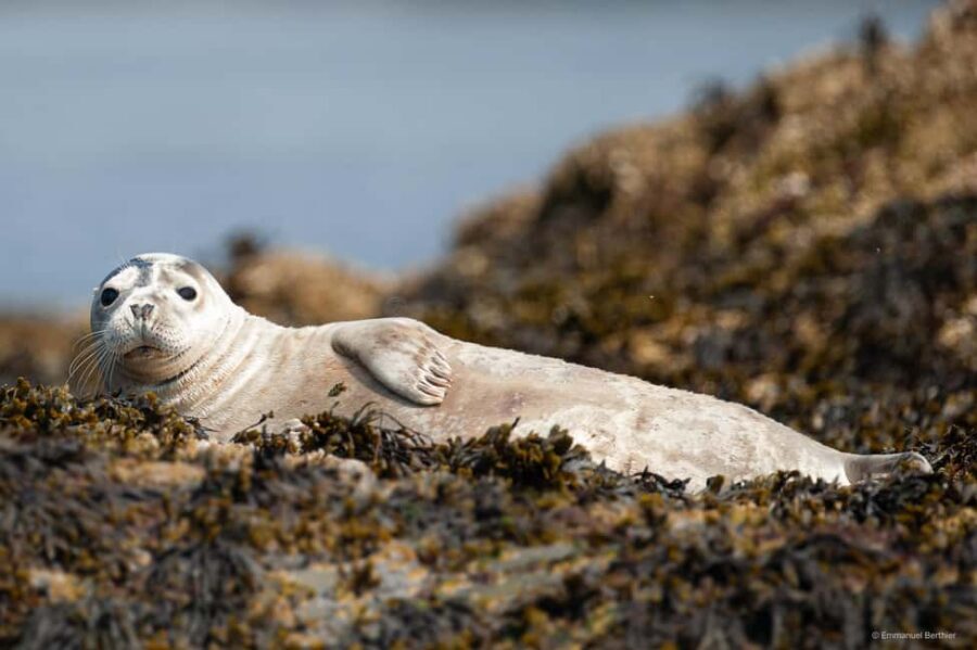 Molène Archipelago: Sea trips from Crozon. Seals, dolphins, - Introduction: A Marine Adventure with Heart