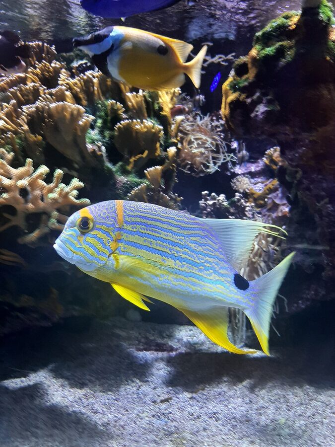 Oceanographic Museum aquarium interior Monaco