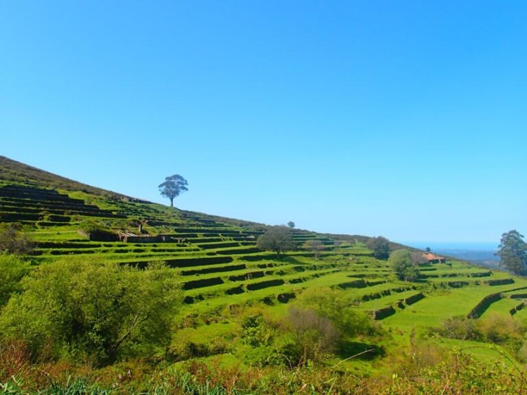 Monchique and Fóia: Half Day Tour - Transportation and Comfort