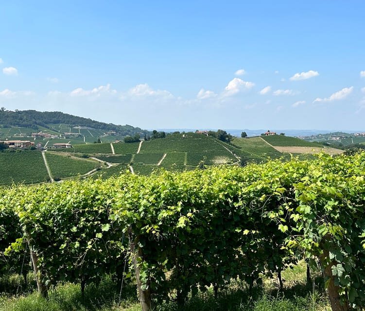 Monforte d'Alba: Barolo Tasting, Vineyard & Cellar Visit - Final Thoughts