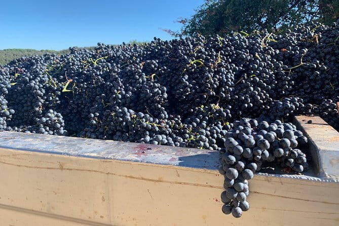 Montepulciano Pienza Montalcino Tour from Florence - What’s Included and What to Expect