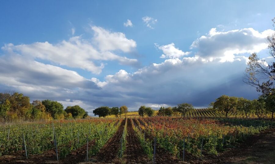 Montepulciano: Winery Tour, Tasting, and Vineyard Picnic - Why This Tour Offers Great Value