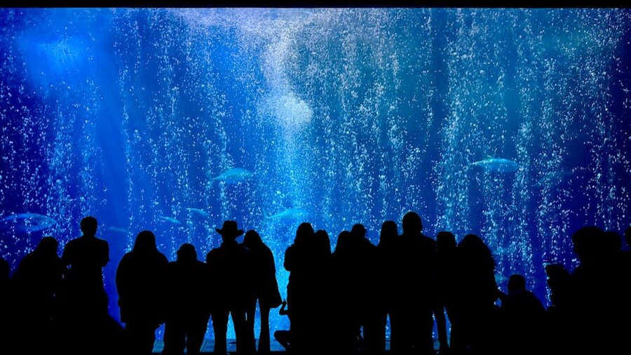 Visitors silhouetted against aquarium display at Monterey Bay Aquarium