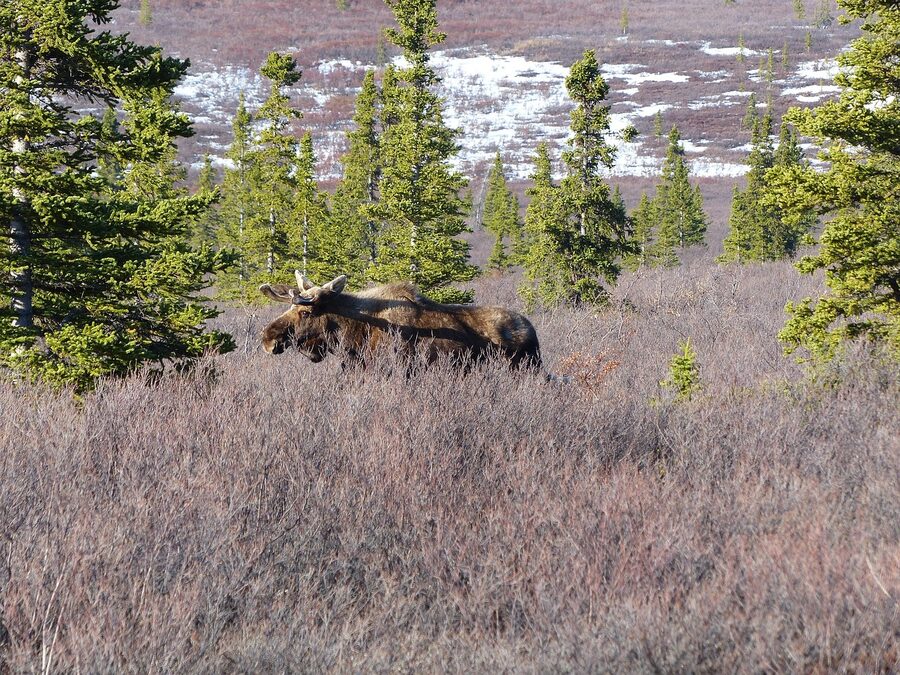 Wild moose in Denali Alaska