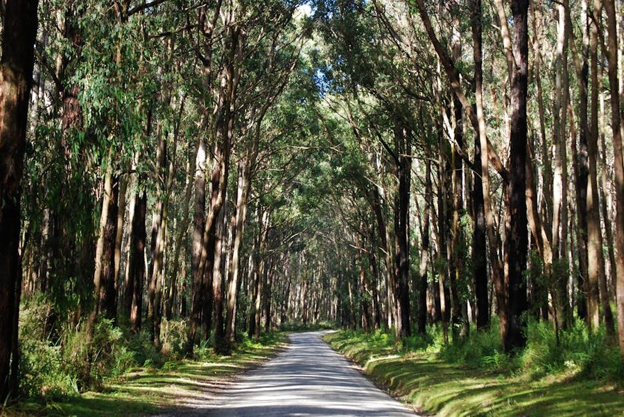 Eucalyptus forest road in Victoria