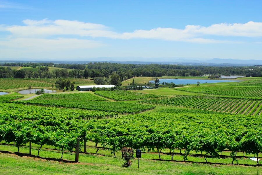 Vineyard view rolling hills Australia